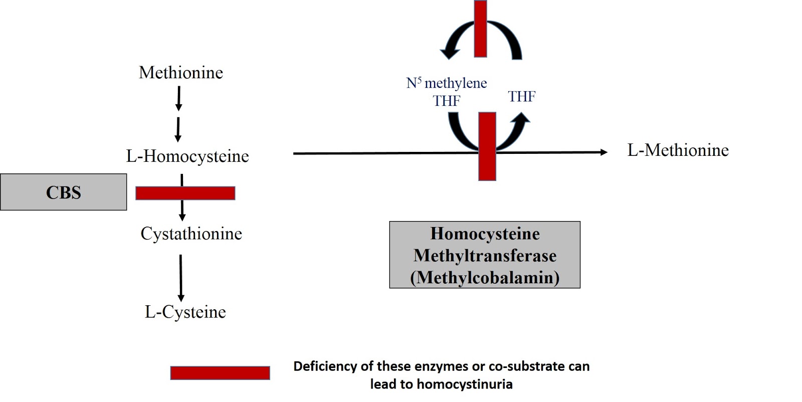 Metabolism of Cysteine & Methionine and Related Inborn Errors ...