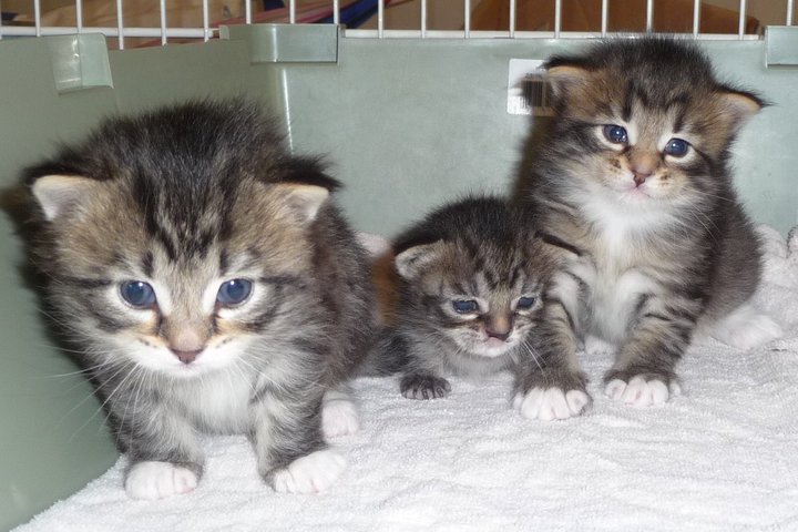 Pathteacher: Garage borns.. Two plump kittens and a cute little runt.