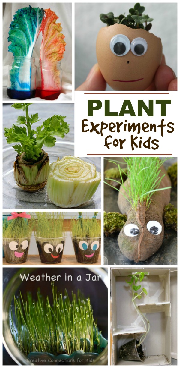 Spring Science For Kids Growing A Jeweled Rose Spring Science For Kids Growing A Jeweled Rose