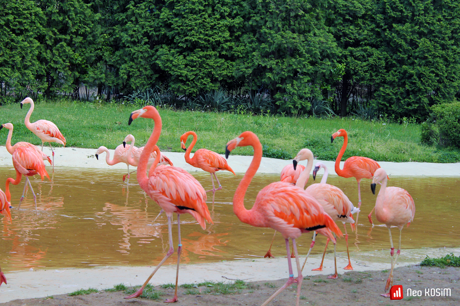 Let’s go to the Seoul Zoo(서울동물원) in the forest ! ~ Korea's Hidden Gem