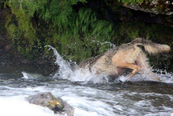 White Wolf : Alaskan Gray wolf gives the brown bears a fishing lesson