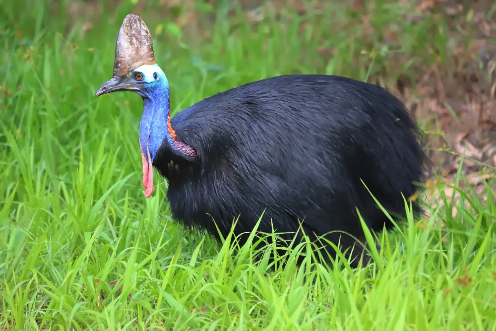 tyto tony: Cassowary shares early morning walk