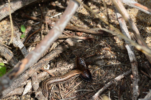 The Insect Diary: Native Cockroaches of Australia
