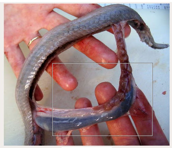 Destiny kills and eats a snake – ElekTrik Zoo Films