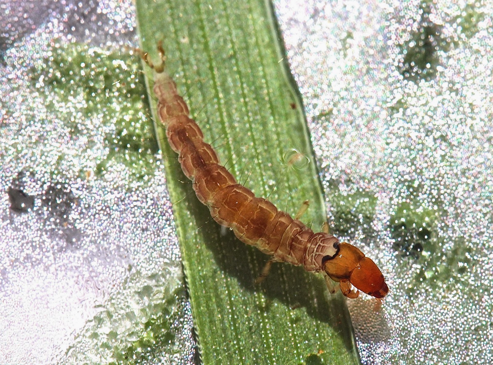Aquatic Insects of Central Virginia: The Green Stonefly Haploperla ...