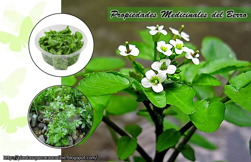 Plantas Medicinales: Propiedades medicinales del Berro