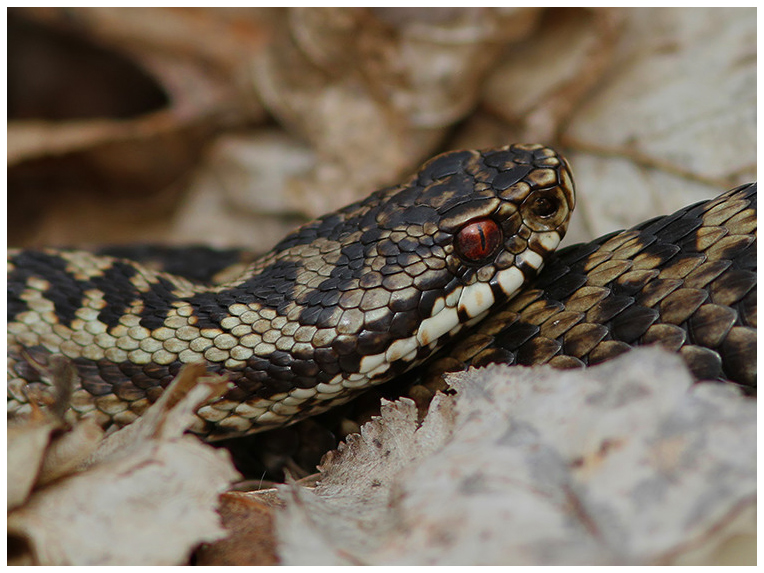 Kent Dragonflies: My First Ever Wild Adders