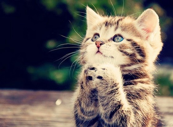 Qual o animal que reza com o rabo?