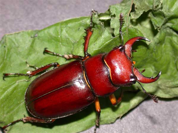 Stag Beetle - True Wildlife Creatures
