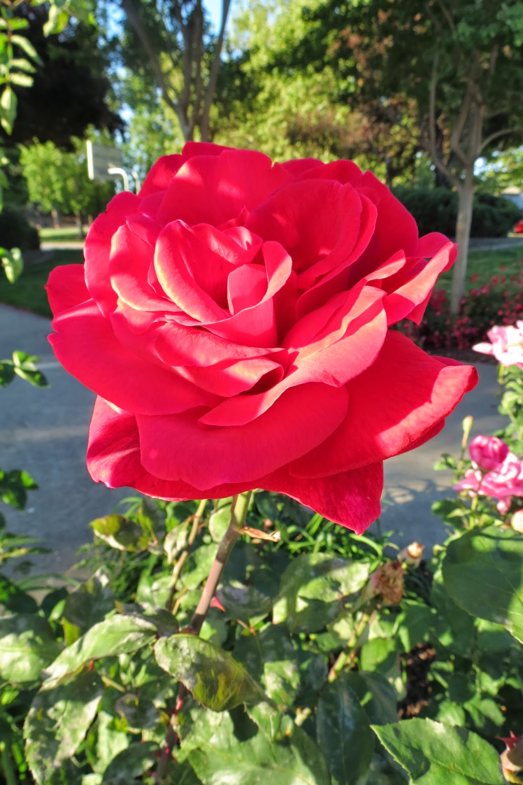 Red Rose Alley: Her Secret Garden