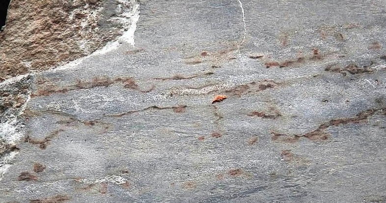 山口県の自然史: ジュラ系豊浦層群阿内層の生物擾乱泥岩を構成するPhycosiphon cf. incertum 単一相 ...