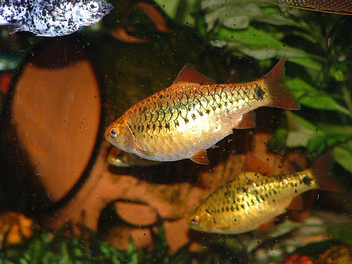 List of all fishes with all information, pictures and videos: Golden ...