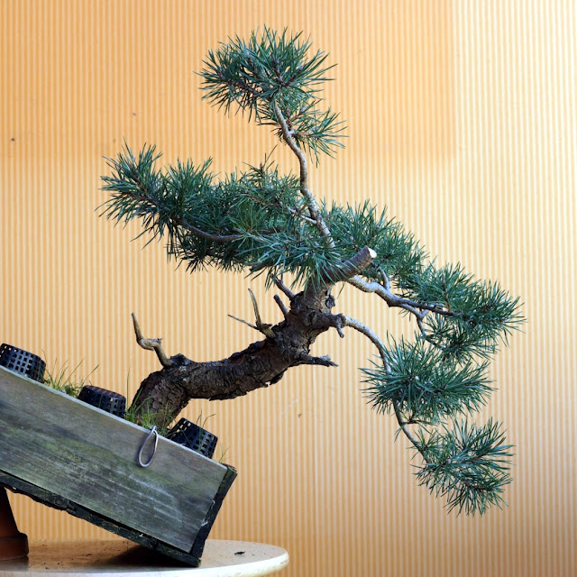Histoires de Bonsaï: Un Pin Sylvestre