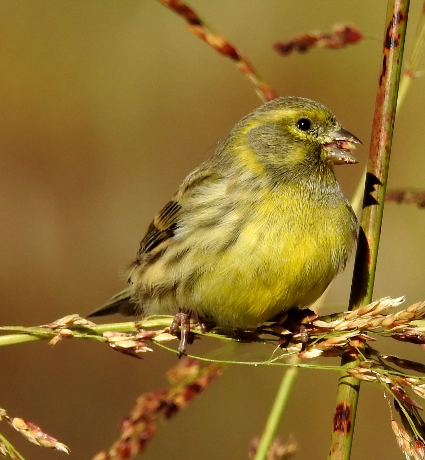 BIRDWALKERMONDAY: 11-11-2017 GANDIA, VALENCIA - EUROPEAN SERIN (FEMALE ...