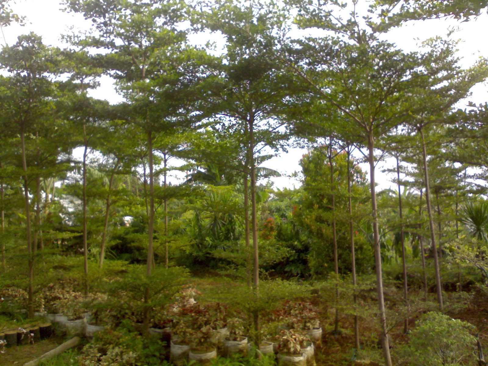 Macam-macam pohon pelindung | jual aneka pohon pelindung untuk peneduh ...