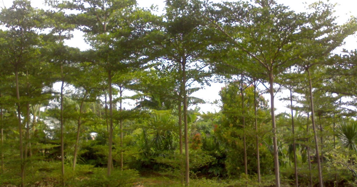 Macam-macam pohon pelindung | jual aneka pohon pelindung untuk peneduh ...