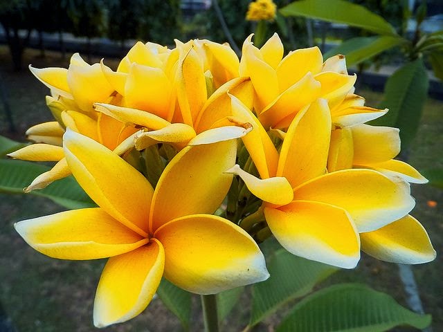 Wonderful Benefits of Cambodia (Frangipani) Flowers for Health and ...