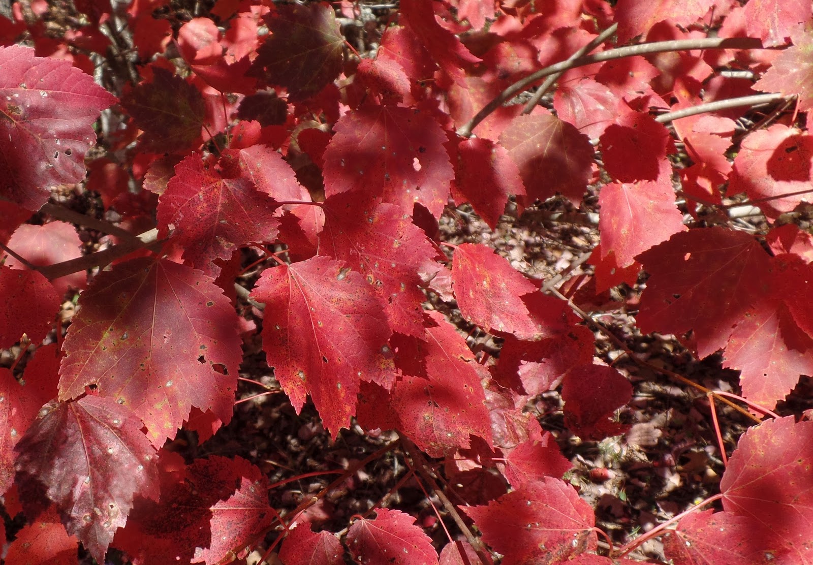 Crimson Red Maple Tree Maple Autumn Trees Ornamental Flame Blaze ...