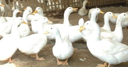 Cara Memilih Bibit Itik Atau Bebek Yang Baik dan Berkualitas