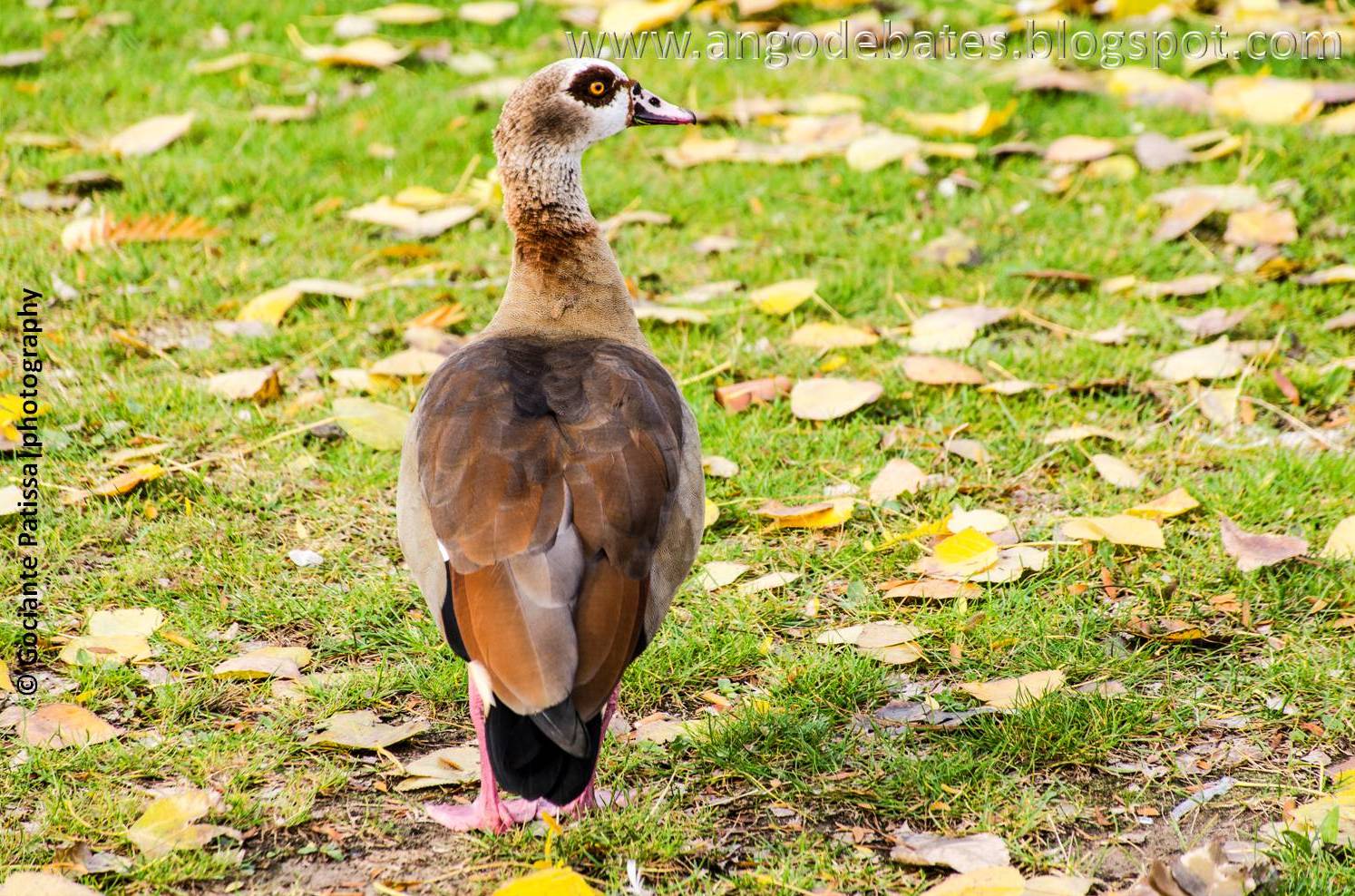 Ndipato ame? ~ Ombembwa Angola (Umbundu)