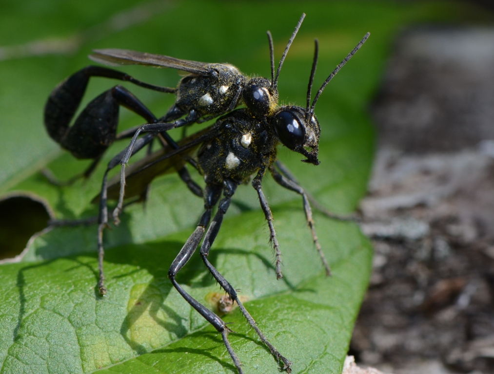 Ohio Birds and Biodiversity: King of the wasps