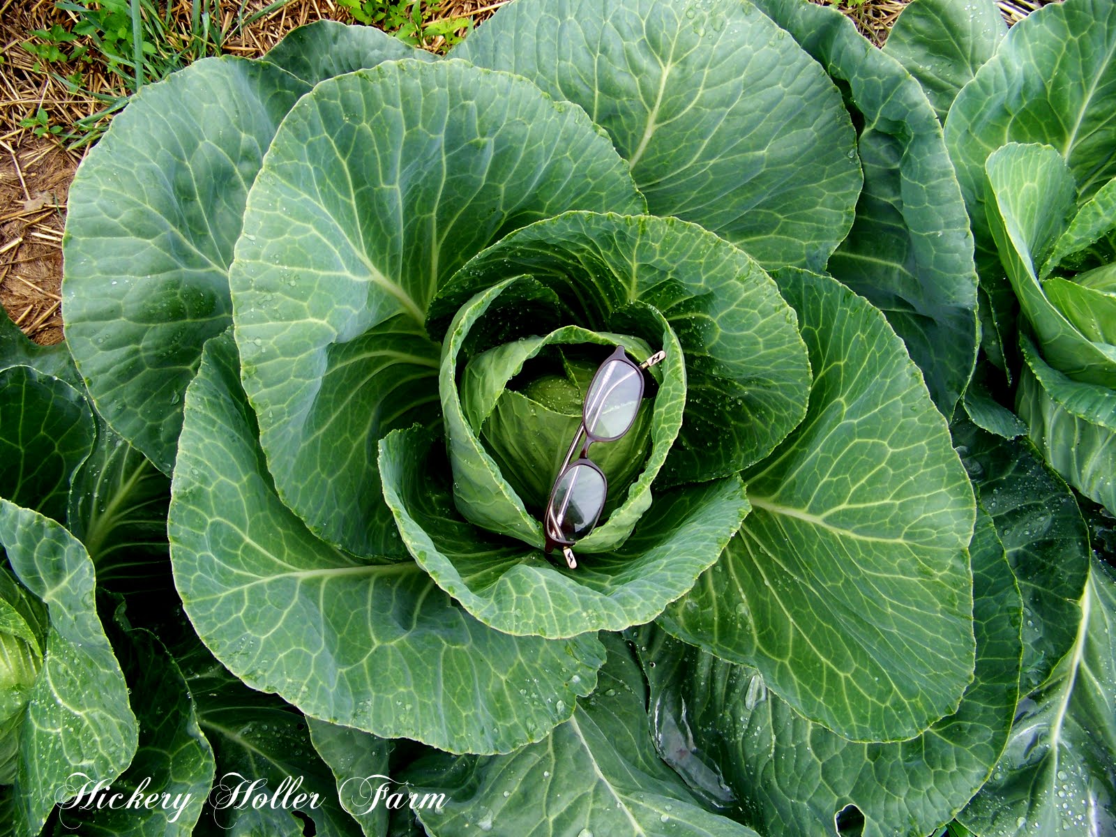Hickery Holler Farm: 2014 Garden Cool Weather Lineup