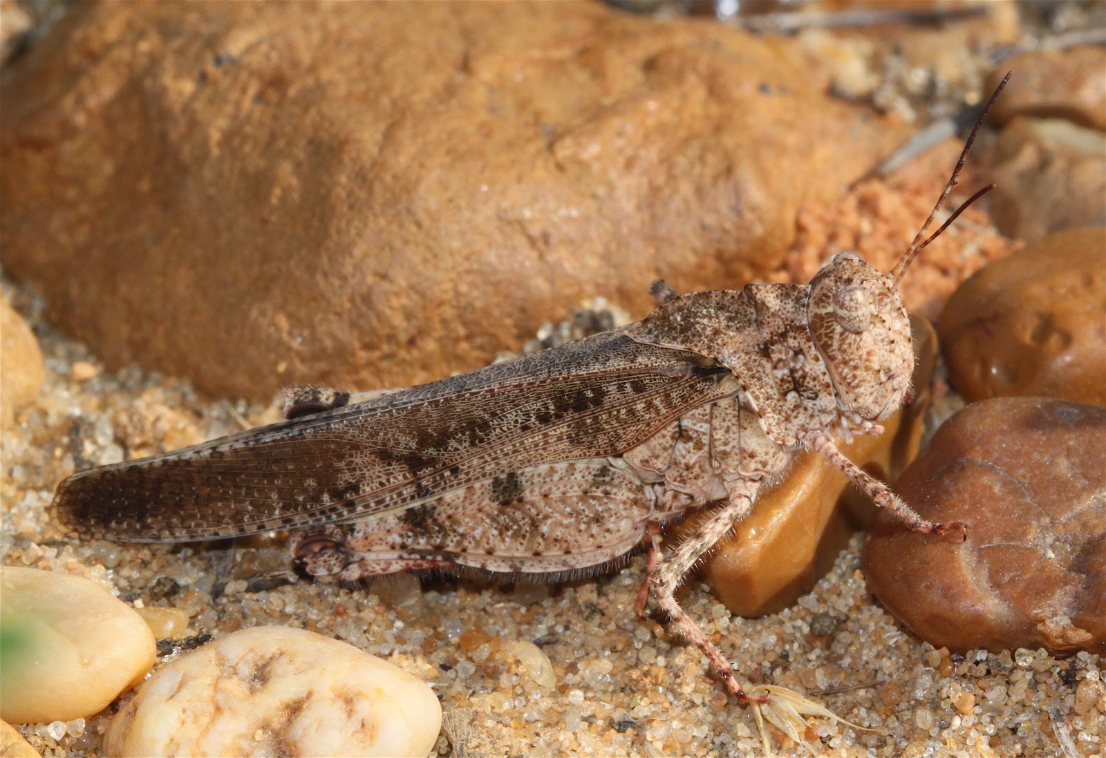 Sweating the Small Stuff: The high mathematics of grasshopper ...