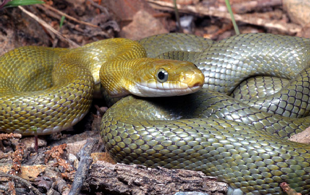 La Zumbadora y su Piedra Mágica ~ El Salvador Región Magica