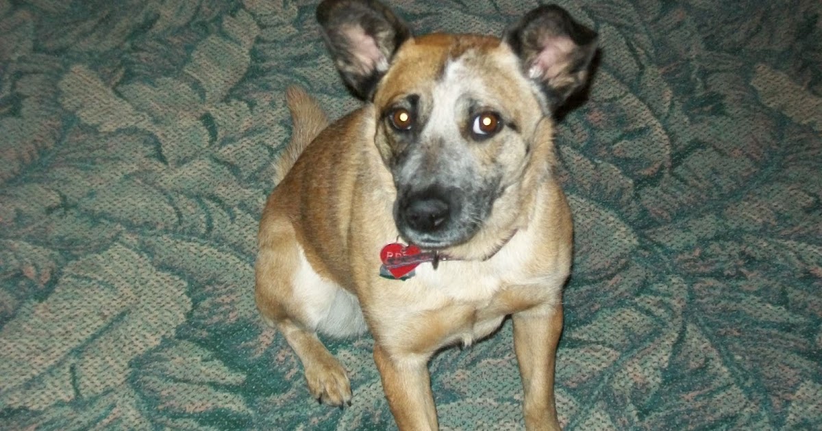 It's a Horse Life: Reba Dog