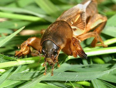 TYPES OF INSECTS : African Mole Cricket