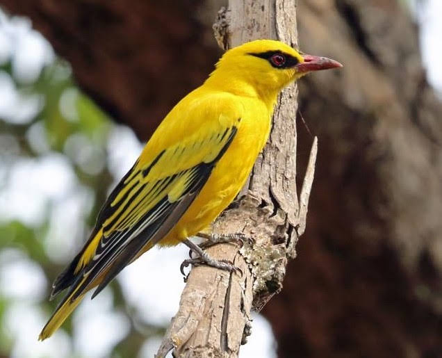 Οριολίδες - Ορνιθοπανίδα