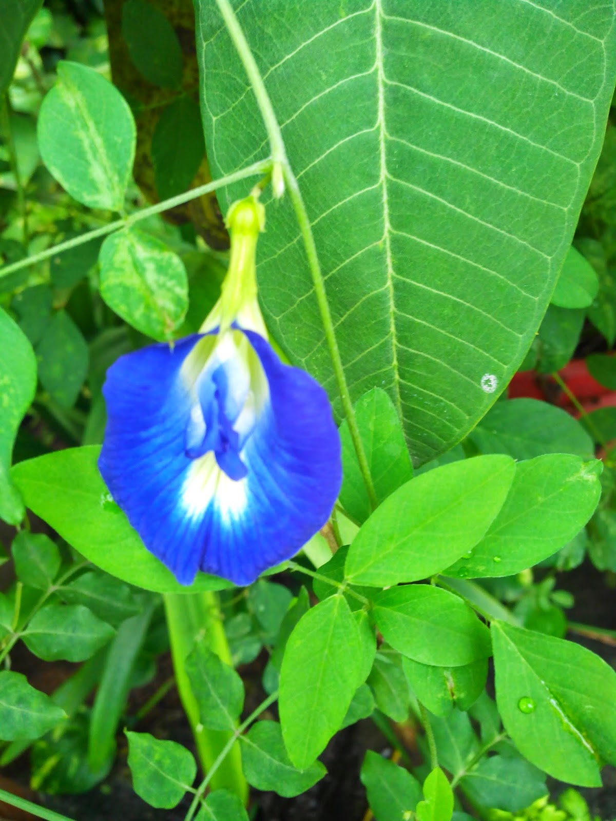 thoughts: Beauty of Nature ...Sangu Puspam