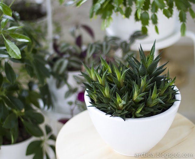 Arctida’s creations: DIY Crystal Succulent garden - beautiful tabletop ...