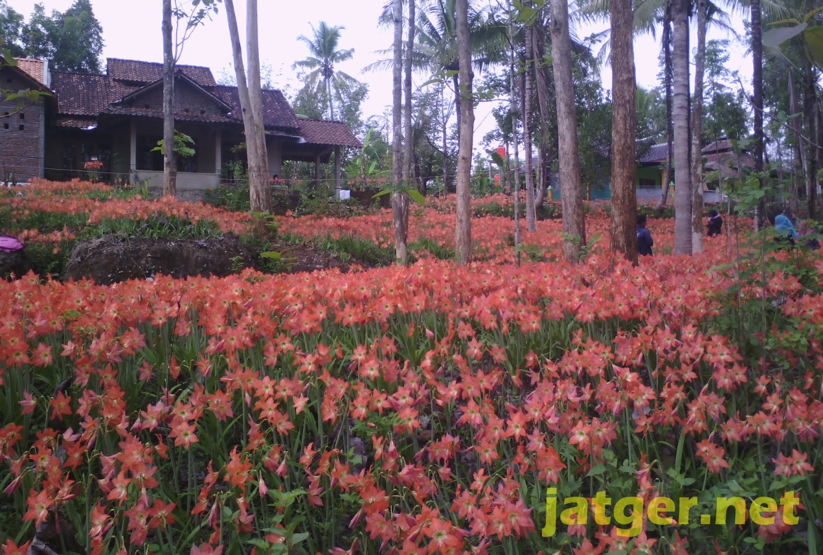 Puspa Patuk Bunga Amaryllis Brambang Procot ikon Kecamatan Patuk