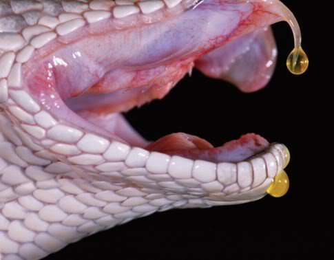 Snakes: Snakes Teeth