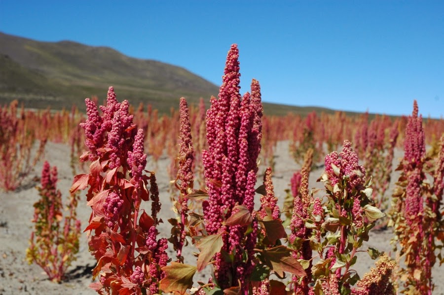 Tarım Siteniz: Kinoa (Quinoa) (Tahıl)