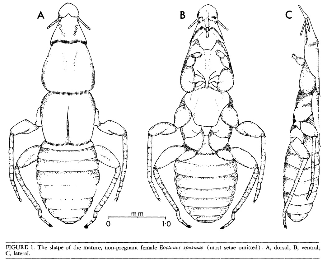 Catalogue of Organisms: The Polyctenidae: Blood-sucking Bugs on Bats