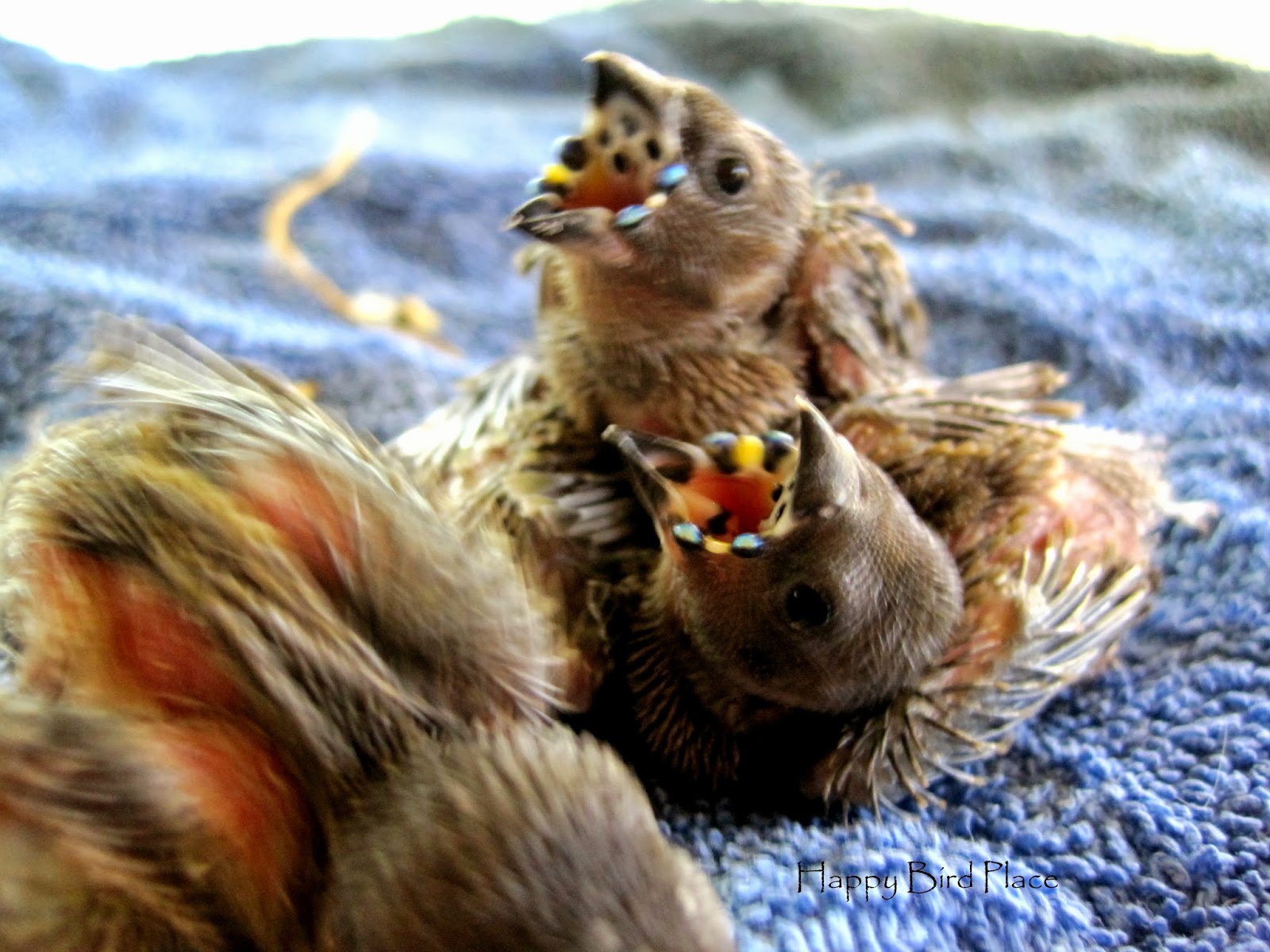 Happy Bird Place Finch and Grasskeet Blog: Latest youngsters