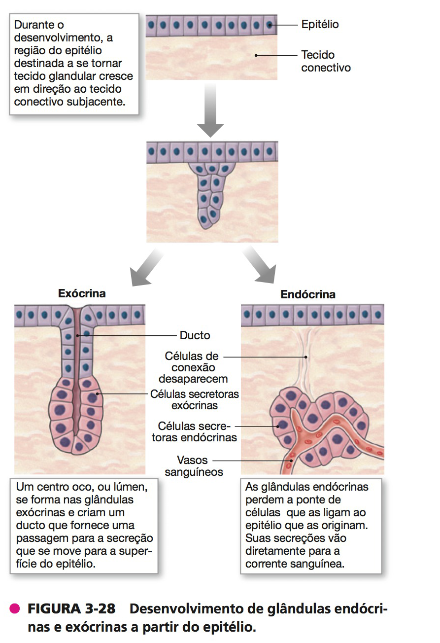 Desenvolvimento de glândulas endócrinas e exócrinas a partir do epitélio