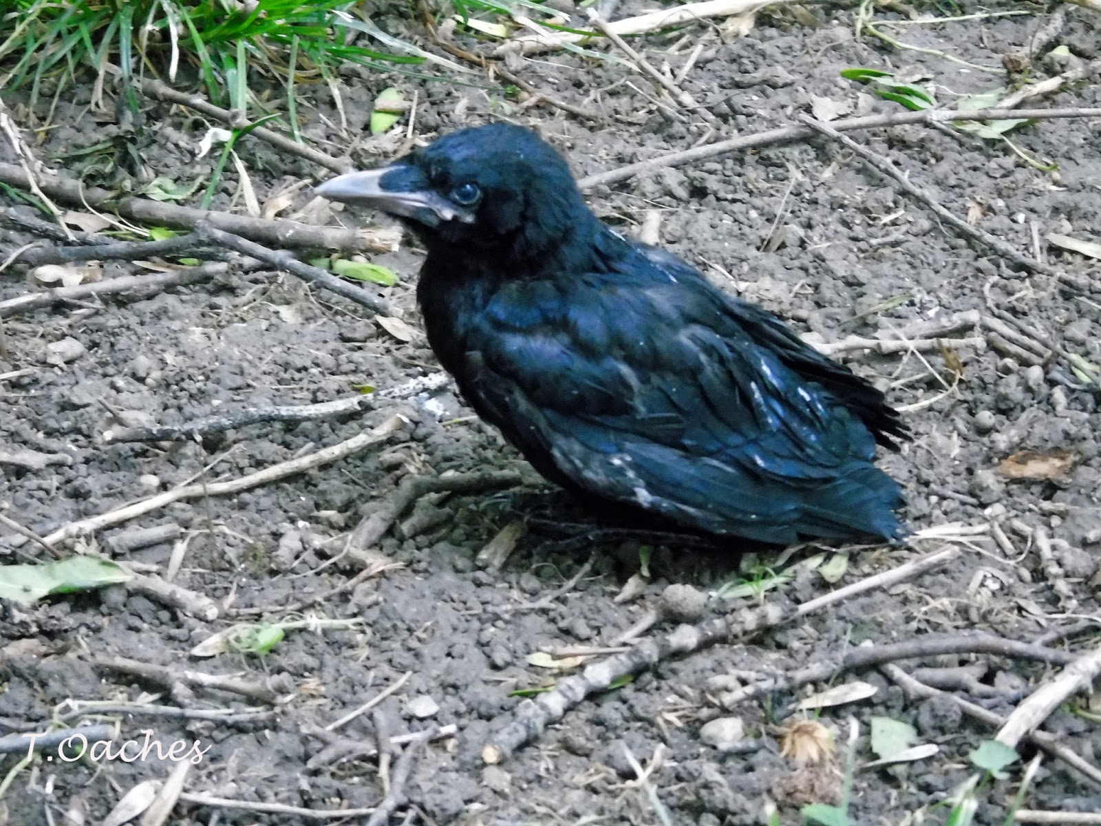 PASARI DIN ROMANIA: CIOARA DE SEMANATURA (2), JUVENILI, Corvus furgilegus