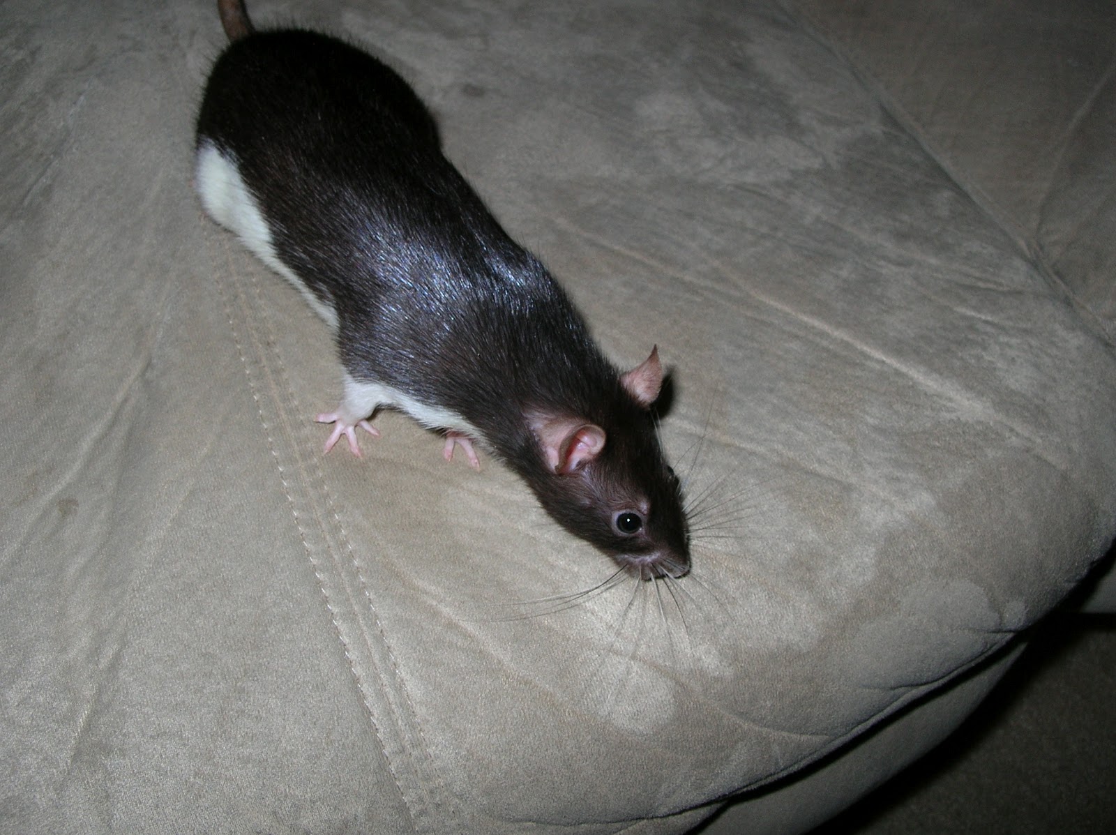 Basic Rat Genetics - A Beginners Tutorial