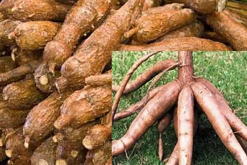Diluar Dugaan Ternyata Ubi Rebus Untuk Pengobatan Dan Pencegahan ... Diluar Dugaan Ternyata Ubi Rebus Untuk Pengobatan Dan Pencegahan ...