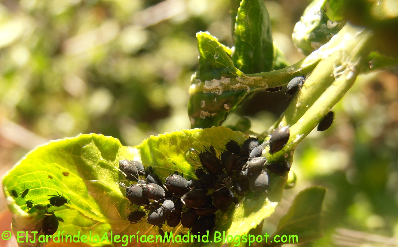 El jardín de la alegría : Pulgón negro (Aphis fabae) en Euonymus europaeus