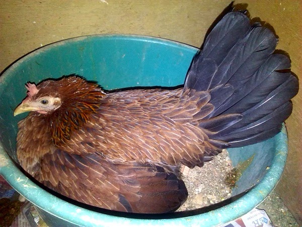 Gallos de Pelea Arenas: Gallinas finas en venta