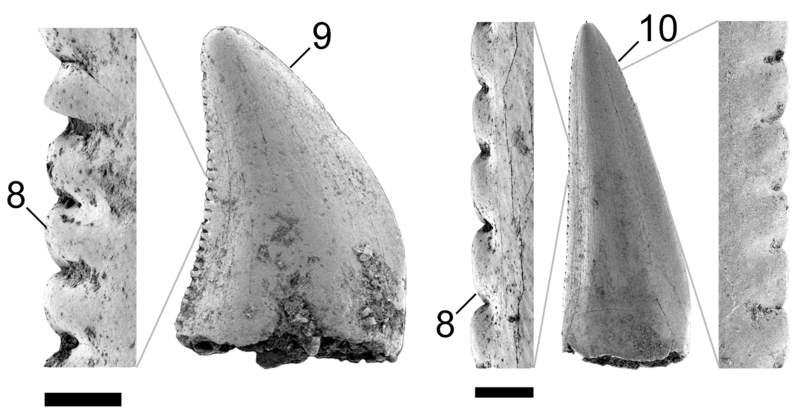 Mesozoic Musings at Jurassic Forest: March 2013