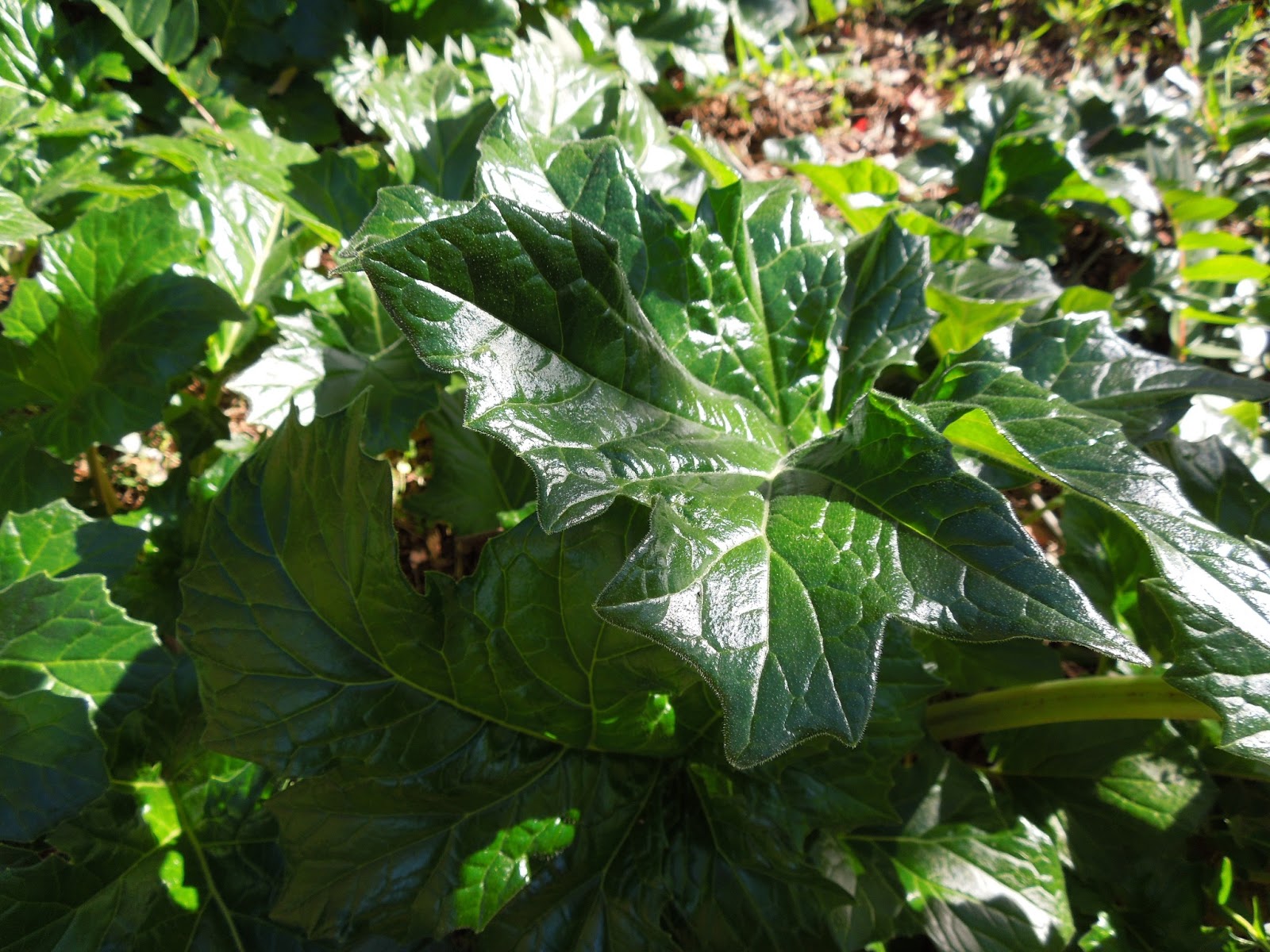 Hojas de ACANTO en las columnas griegas - BOTÀNIC SERRAT