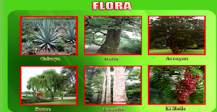 Ecorregión selva alta : CONOCIENDO LA SELVA DEL PERÚ