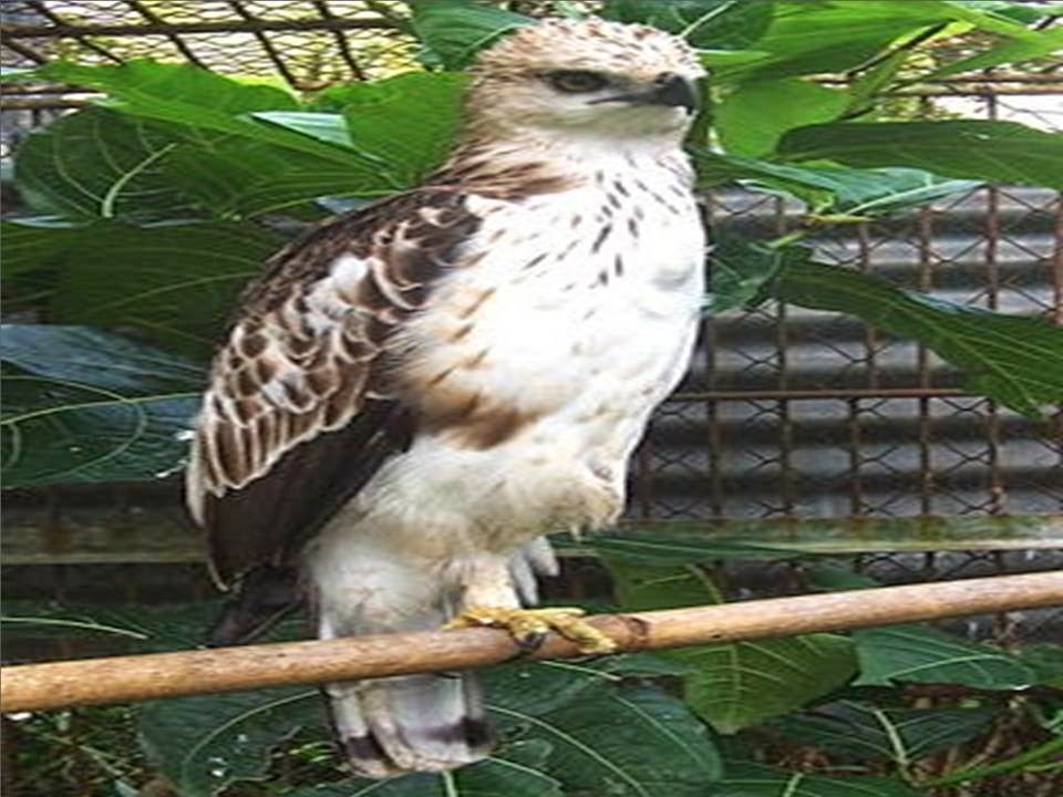 EKOSISTEM RAWA AIR TAWAR: ekosistem rawa air tawar