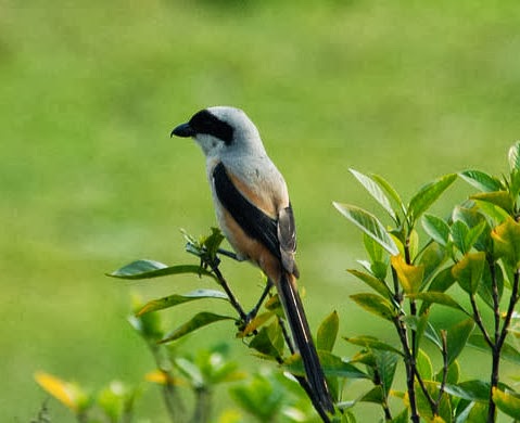 BURUNG PENTET: Pentet Burung Paling Populer Tahun Ini