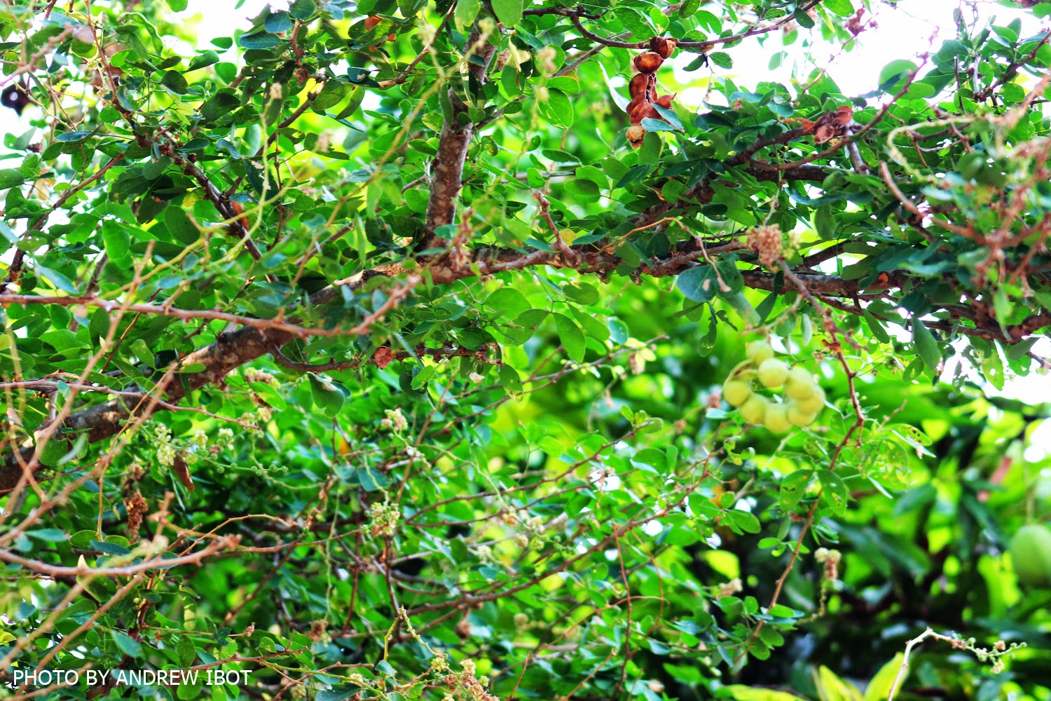 Ako si ANDREW IBOT!: Kamatsili (Pithecolobium dulce (Rozb) Benth)